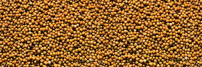 Semi di Senape - in Grani | Demetra srl